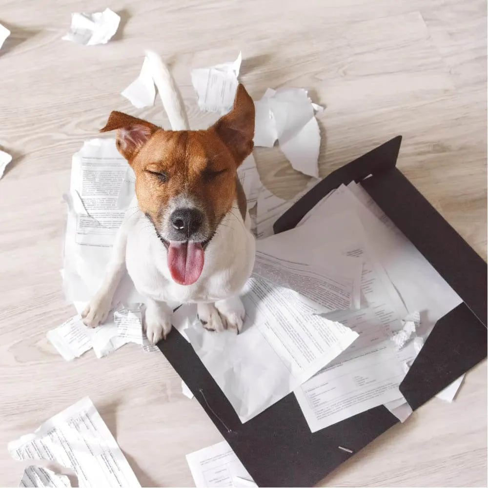 Spray de Entrenamiento Stop Biting Kanu para Perro – Kanu Pet | Aliados